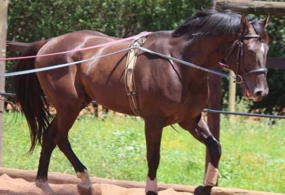 From Groundwork to Success: Long-Lining Strategies for Young Horses ...