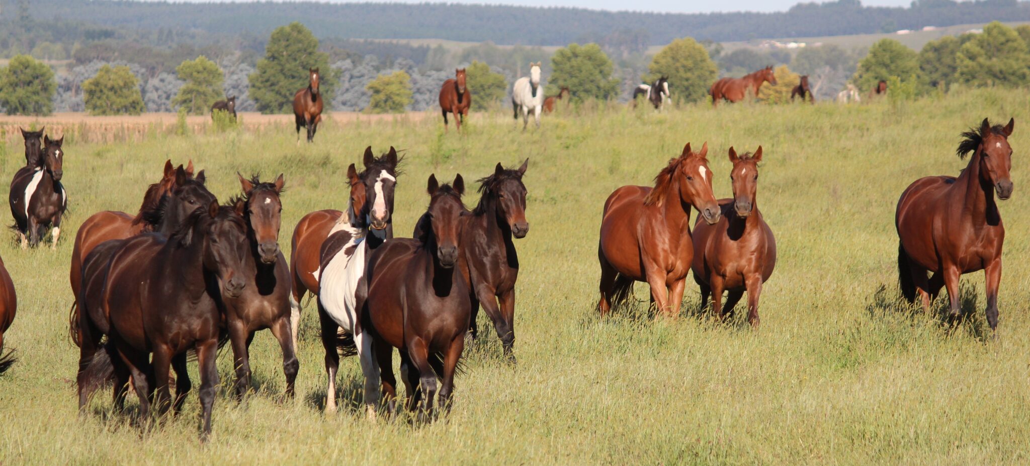 Breeding Your Mare: The Importance of Preparation and Planning ...