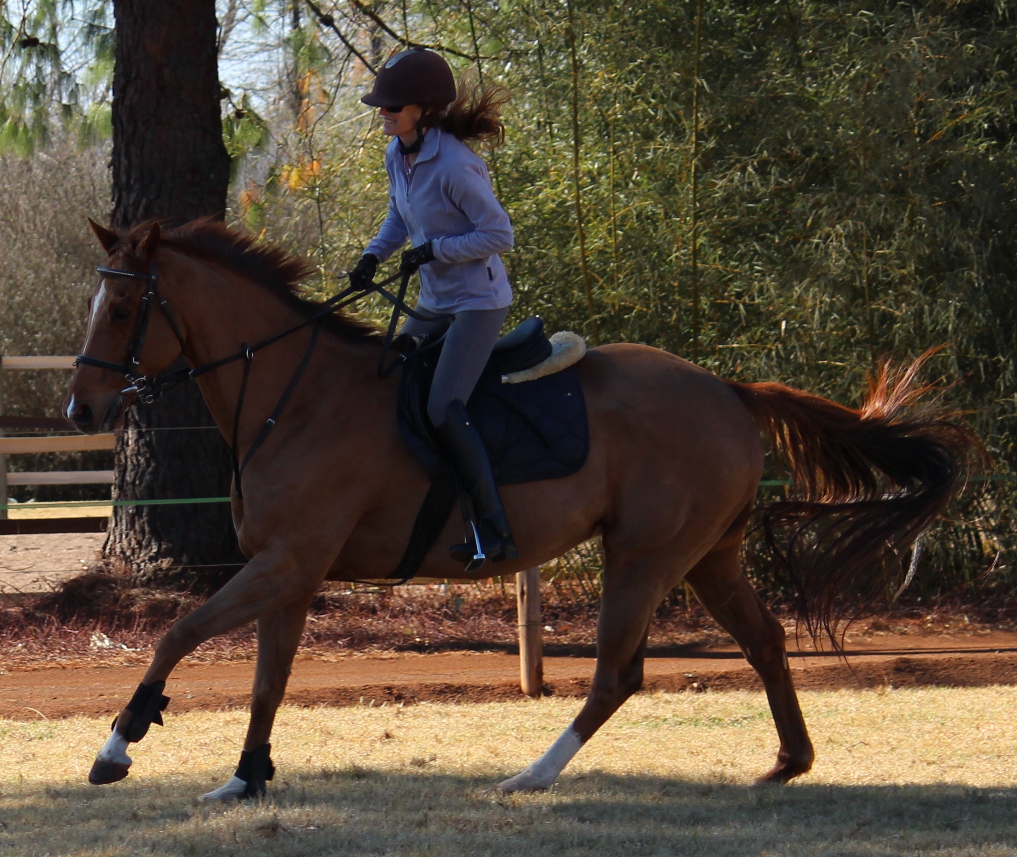 A Passion for Horses: Exploring the Love of horseback Riding ...