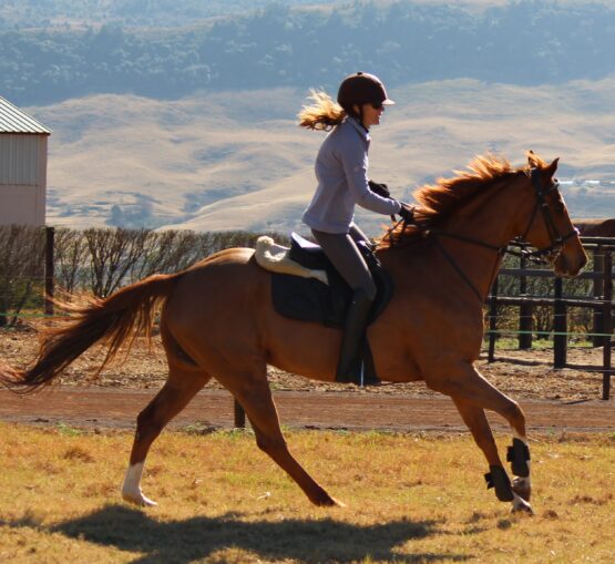 A Passion for Horses: Exploring the Love of horseback Riding ...