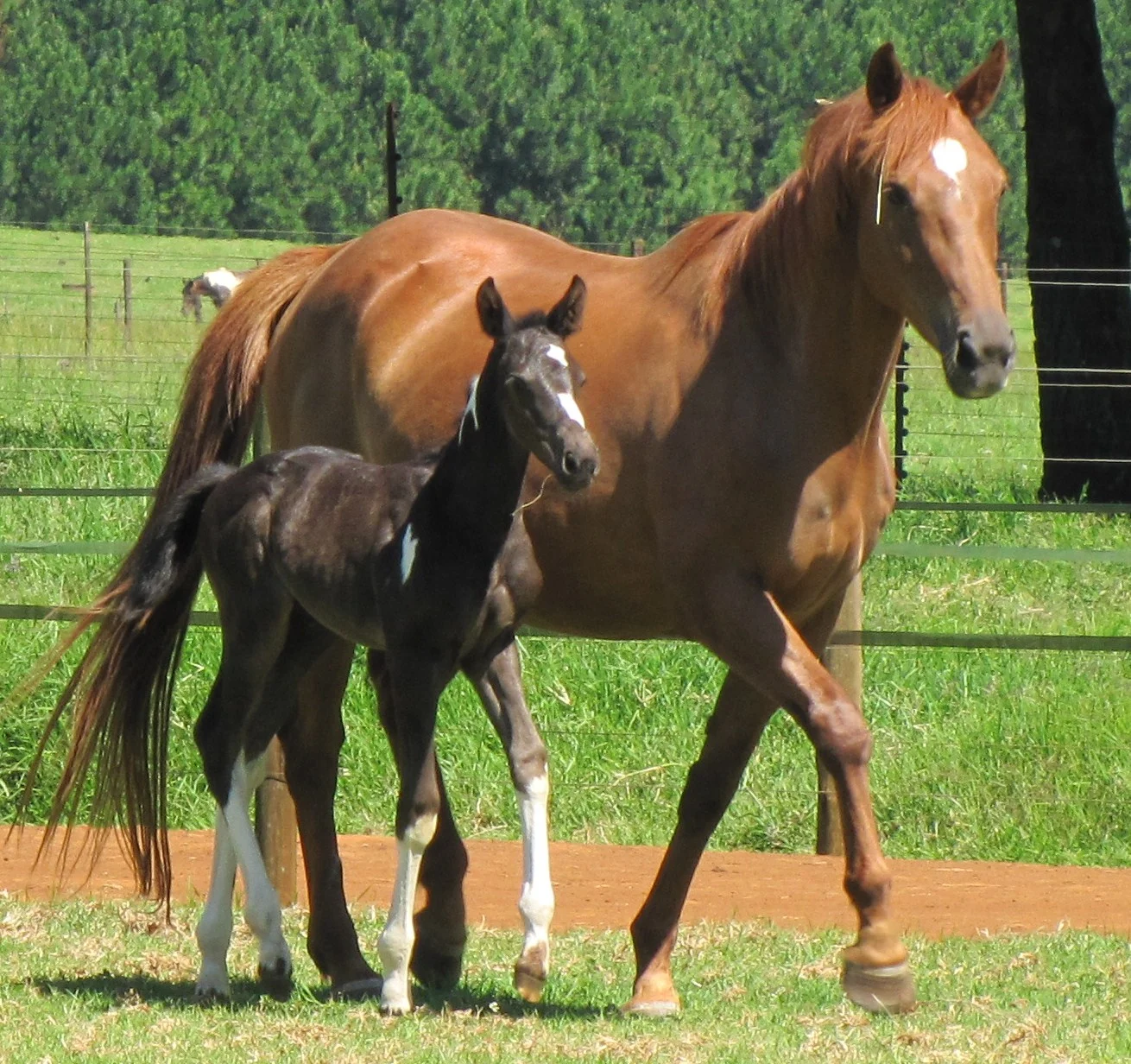 The Right Fit: How to Choose the Ideal Mare for Breeding Your Dream ...