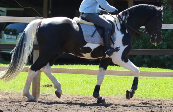 Precision in Every Stride: Lateral Movement Fundamentals - 4theloveofhorses