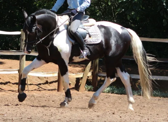 Precision in Every Stride: Lateral Movement Fundamentals - 4theloveofhorses