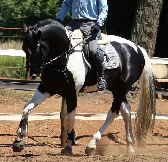 Precision in Every Stride: Lateral Movement Fundamentals - 4theloveofhorses