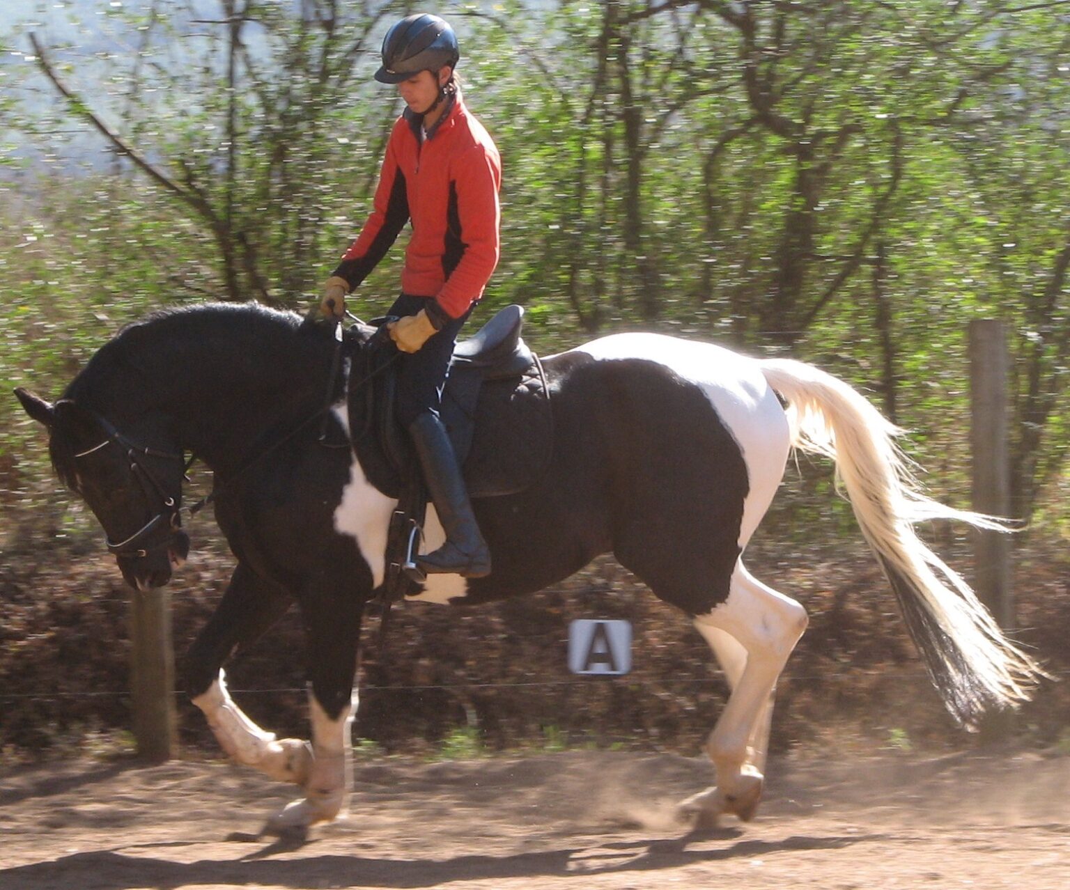 The Basic Building Blocks of Horse Training: Mastering Essential ...