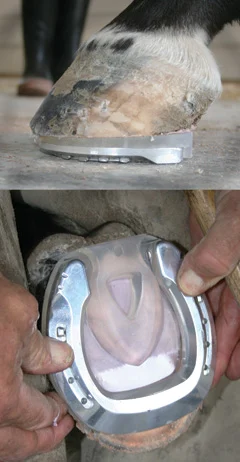 Navicular Syndrome: What Every Horse Owner Should Know - 4theloveofhorses